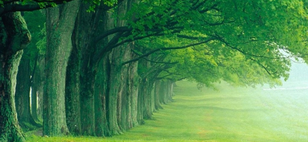 sampleslide-01 - The Dolphin Method